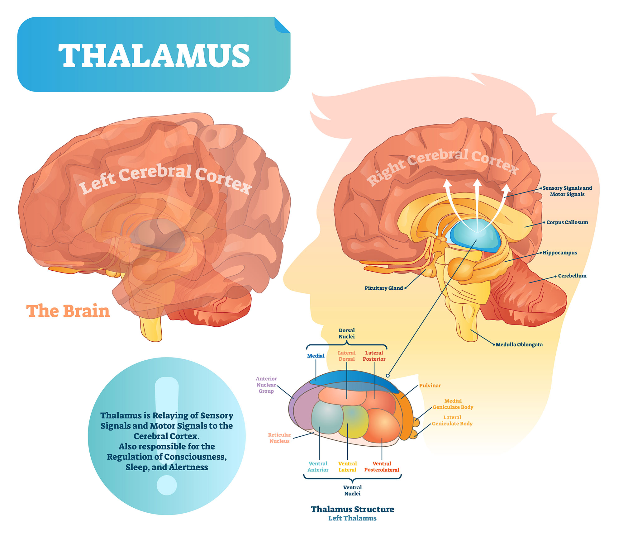 Thalamus Definition Anatomy Function Disorders Simply Psychology Thalamus Definition Anatomy Function Disorders Simply Psychology