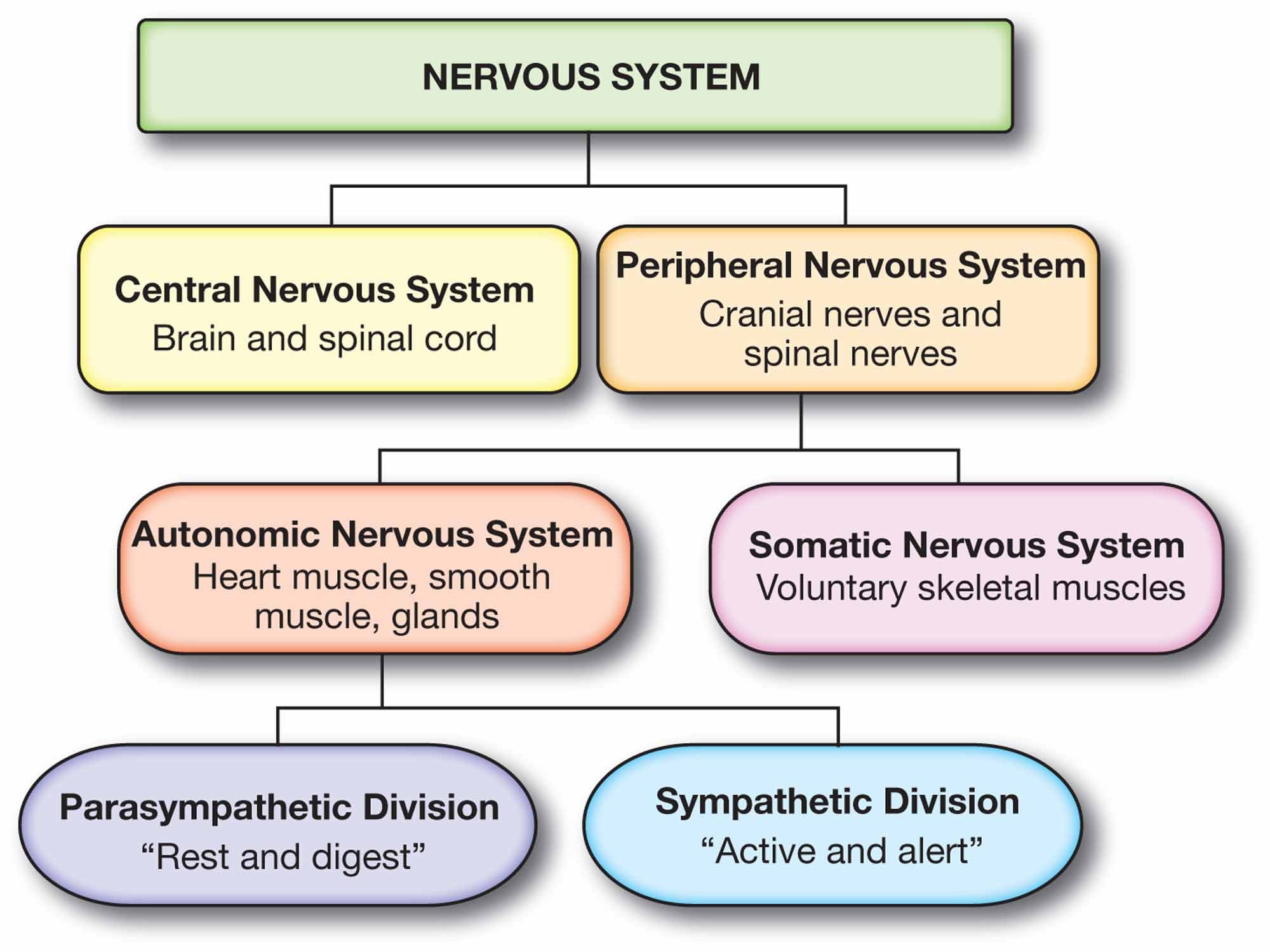Peripheral Nervous System PNS Parts And Function Simply Psychology
