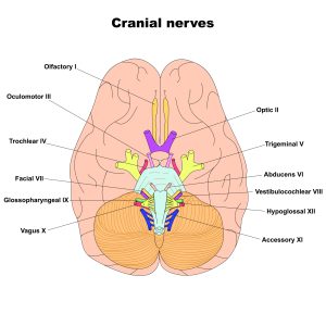 These Are the 12 Cranial Nerves and Their Functions