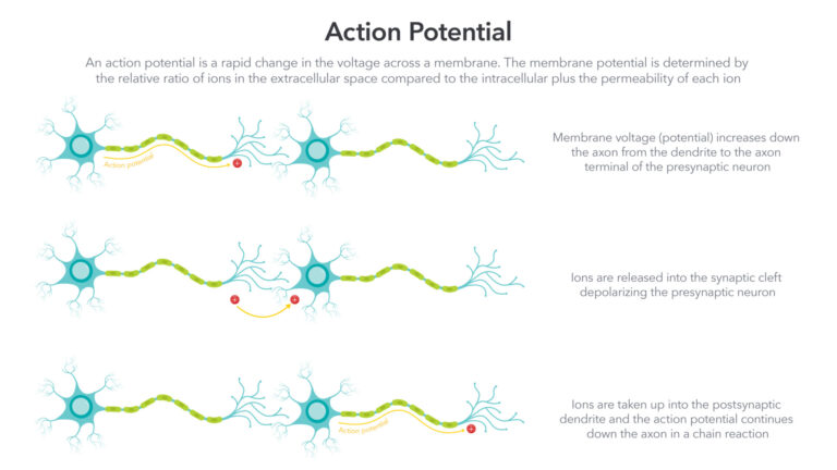 What Is Action Potential?