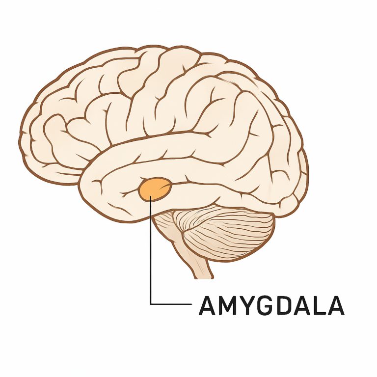 What Is The Amygdala: Function & Brain Location