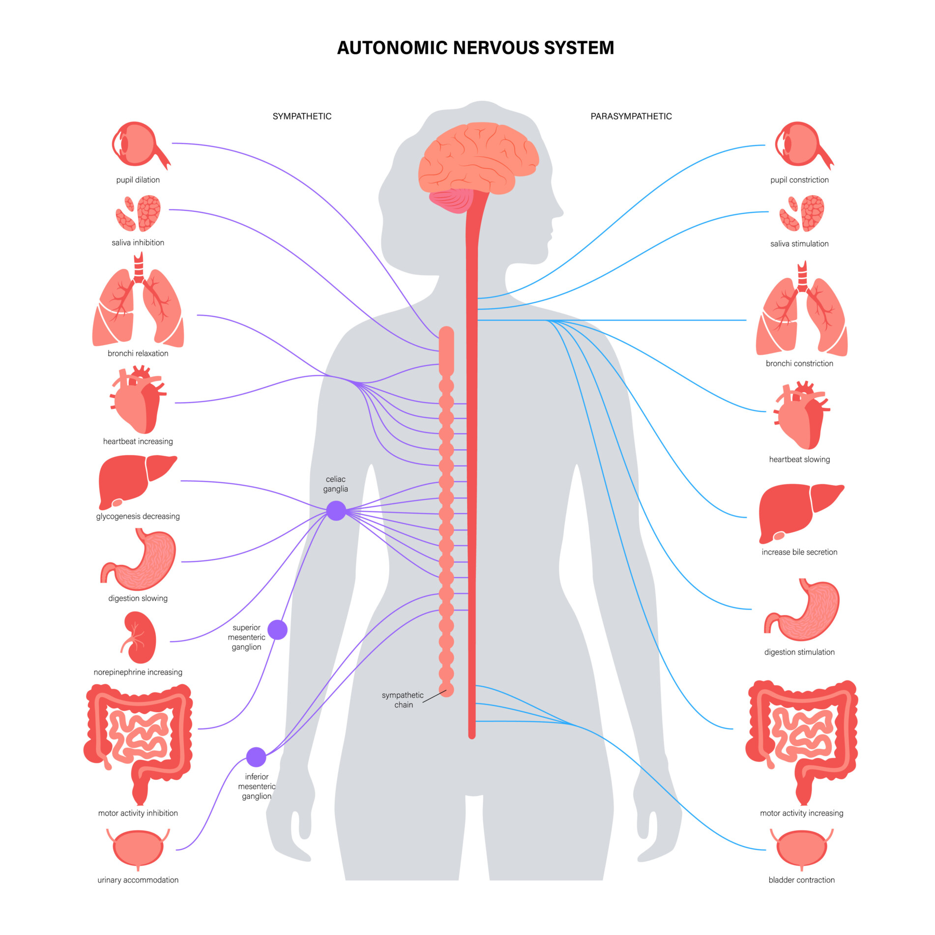 Autonomic Nervous System ANS What It Is And How It Works Autonomic Nervous System ANS What It Is And How It Works