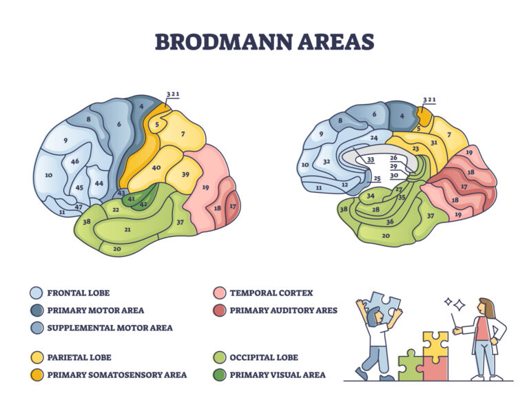 Brodmann Areas Of The Brain: Anatomy And Functions