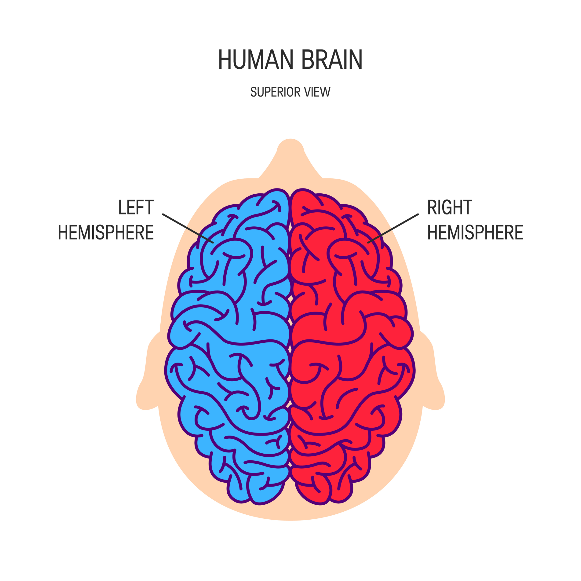 El Hemisferio Derecho Right Brain Brain Poster Left B - vrogue.co El Hemisferio Derecho Right Brain Brain Poster Left B - vrogue.co