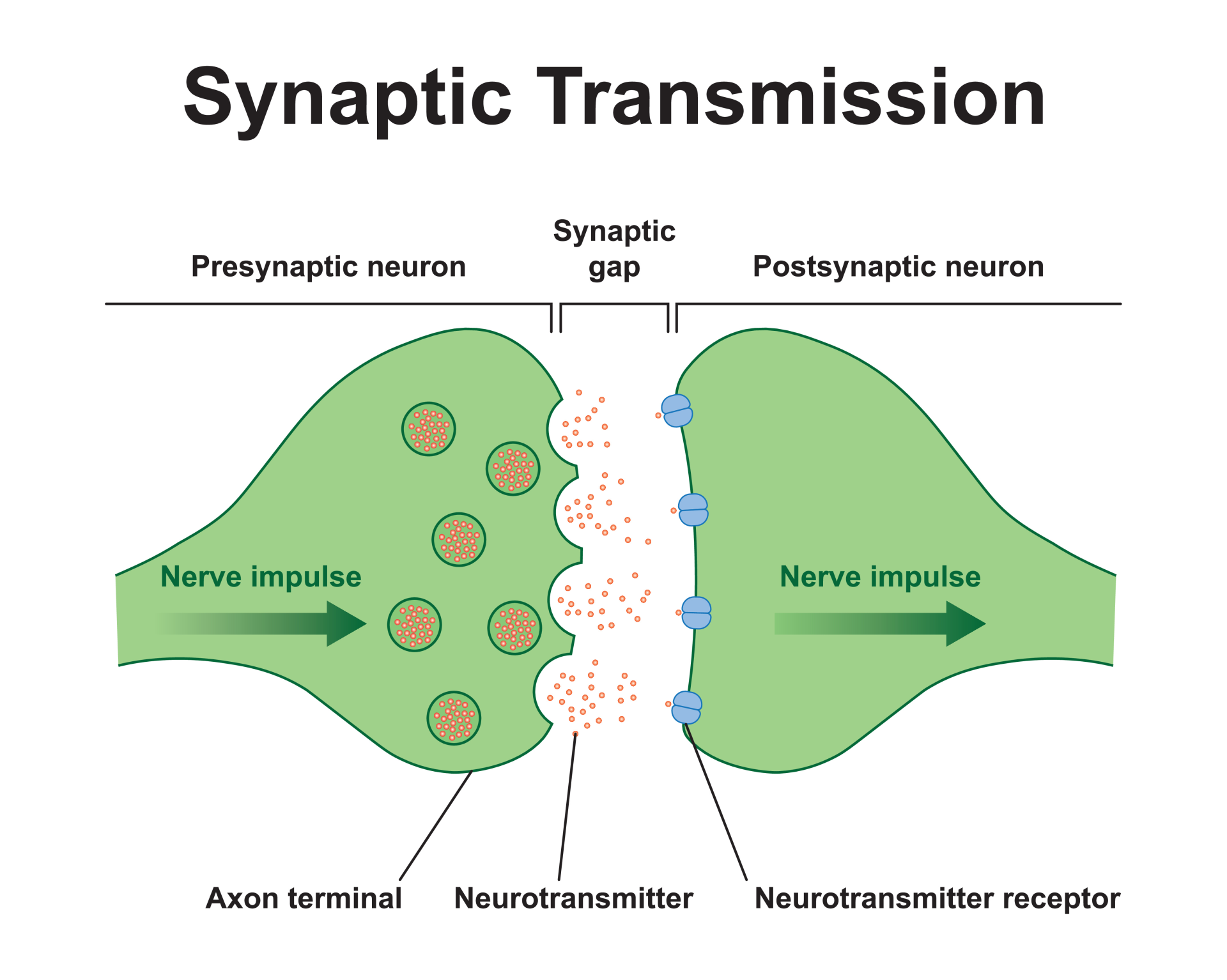 Simple Synapse Diagram