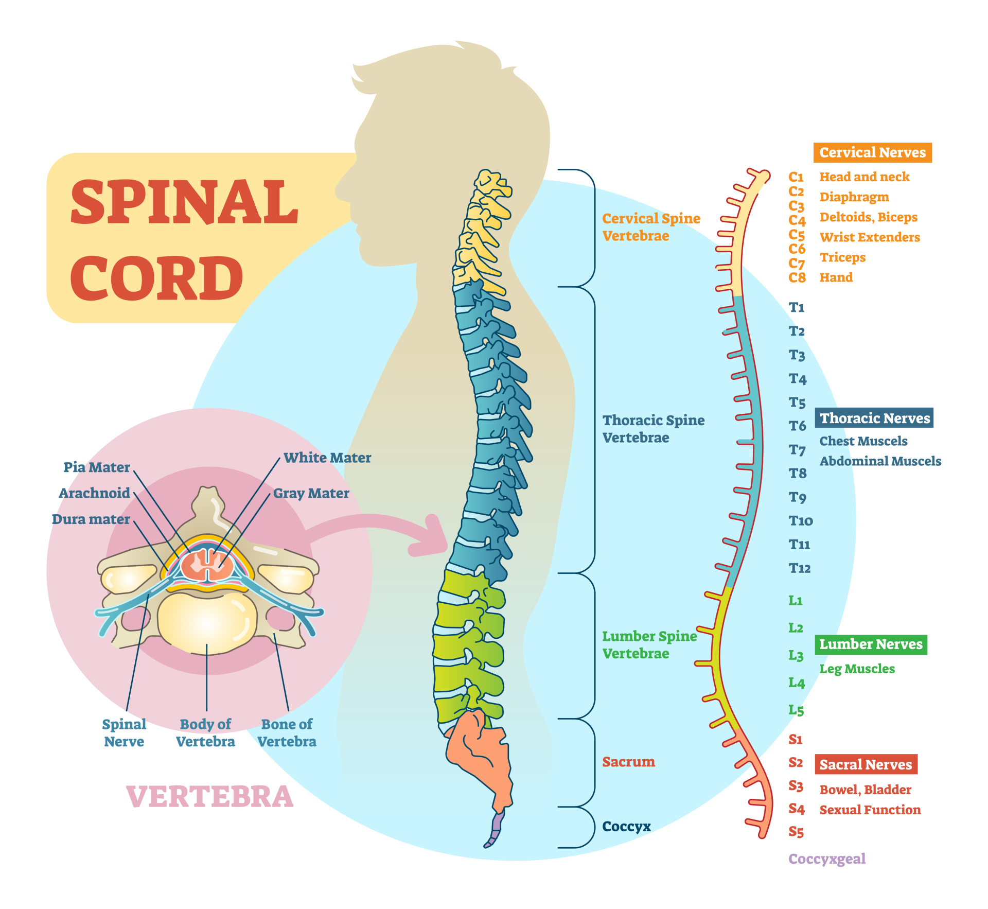 Spinal Nerves Definition Function Diagram Number Facts Spinal Nerves Definition Function Diagram Number Facts