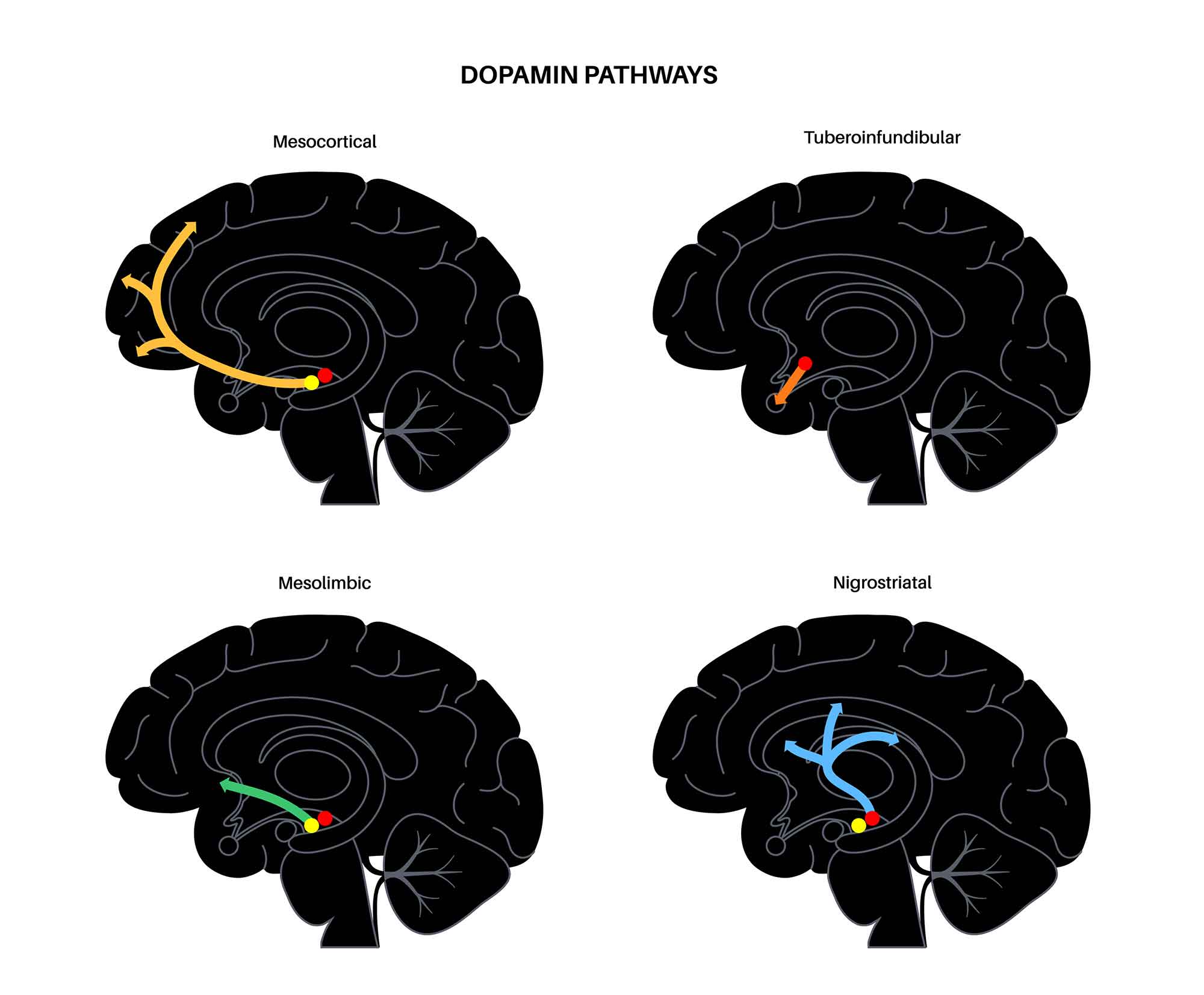 Brain Reward System
