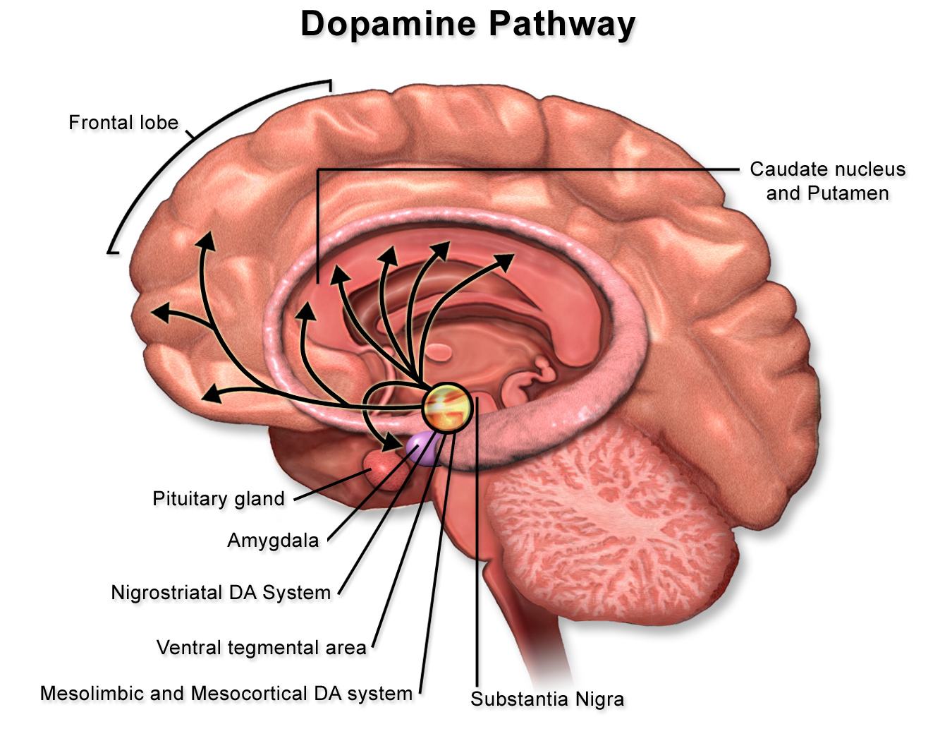 Brain Reward System