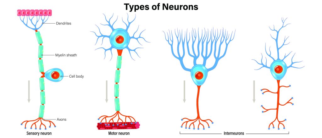 Neurons Vs Glial Cells