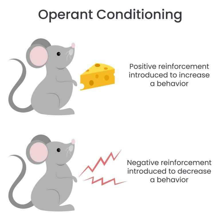 What Is Negative Reinforcement? Examples & Definition