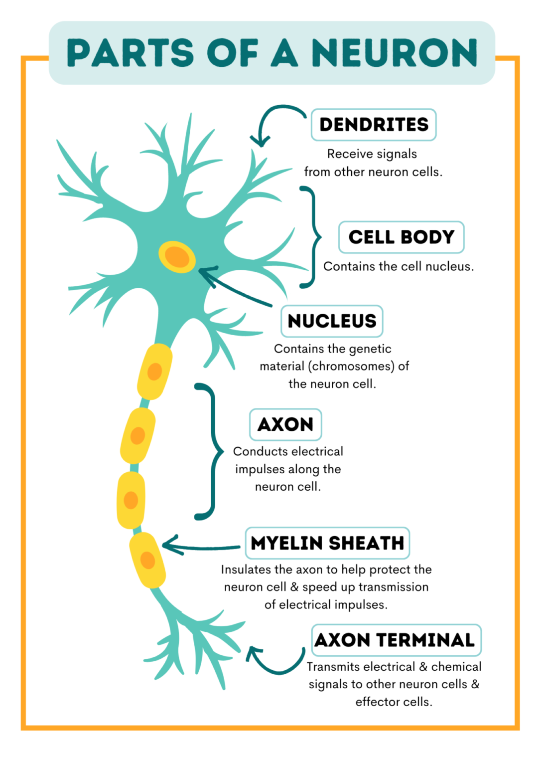 What Are The Parts Of A Nerve Cell At Madeleine Seitz Blog What Are The Parts Of A Nerve Cell At Madeleine Seitz Blog