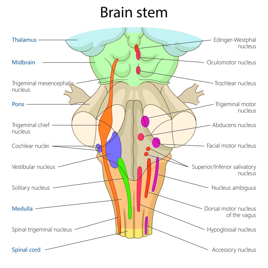 Brainstem: Parts, Functions, & Significance
