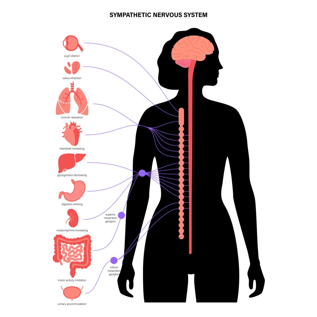 Sympathetic Nervous System Sympathetic Nervous System