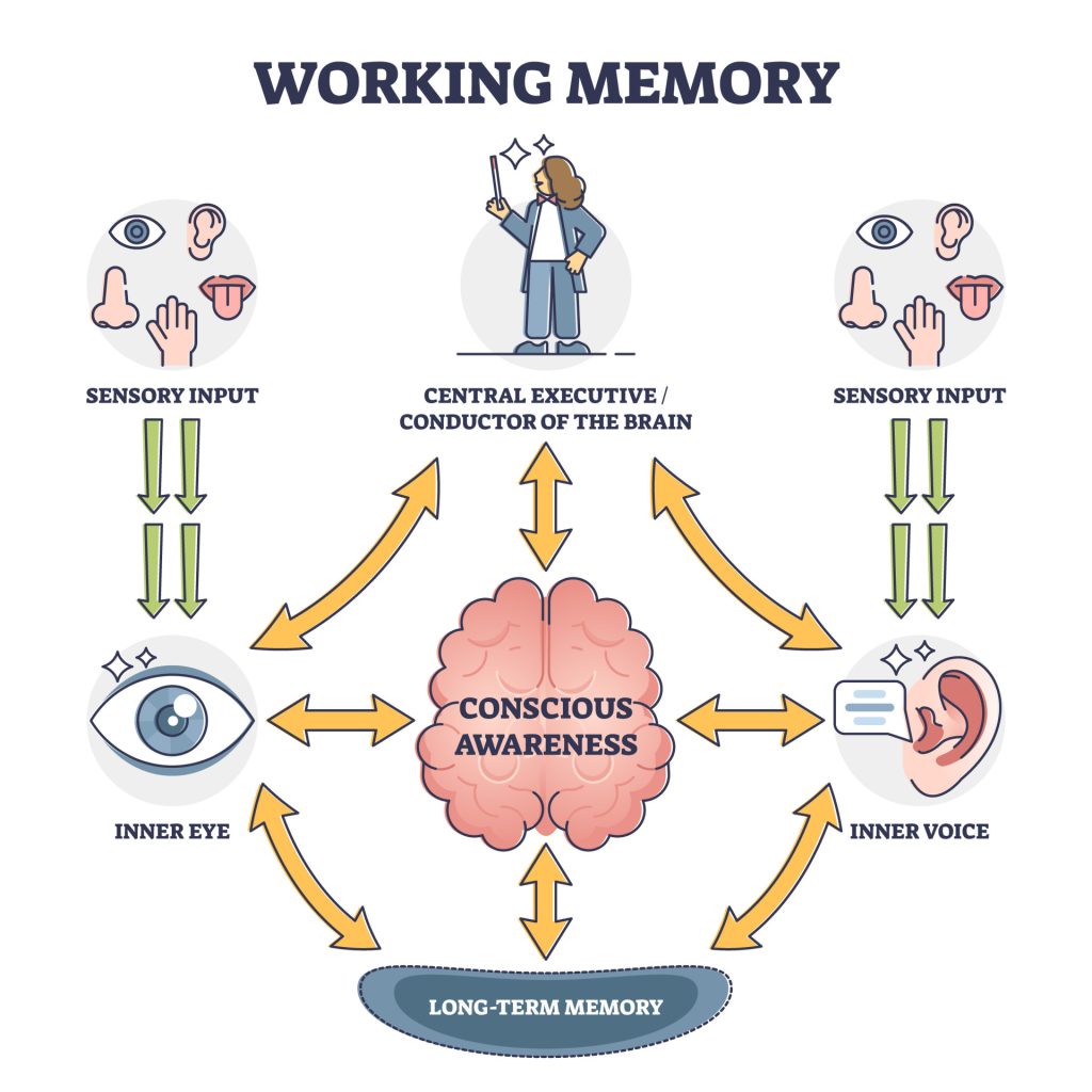 Human Memory How Memory Works