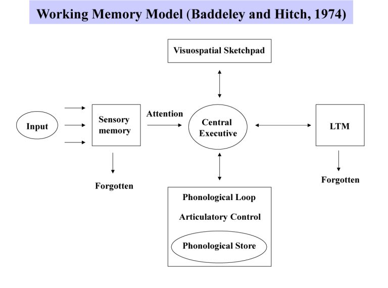 Working Memory Model Baddeley And Hitch 