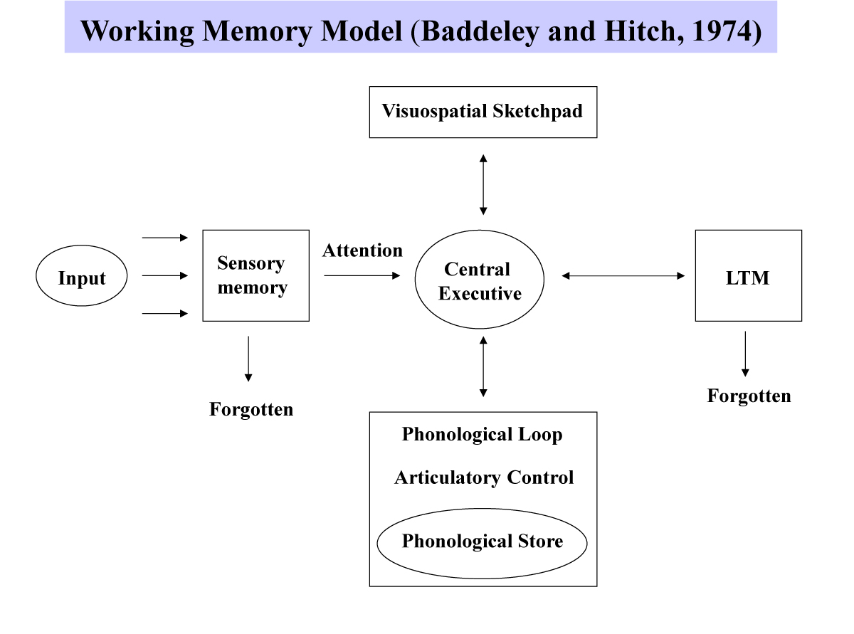 Working Memory Model In Psychology Baddeley Hitch 