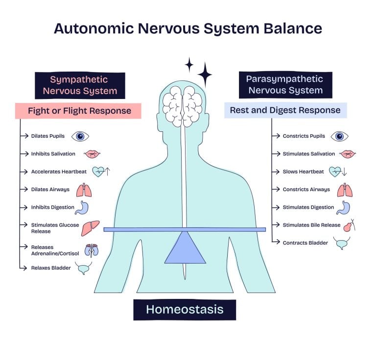 Sympathetic Vs Parasympathetic Nervous System