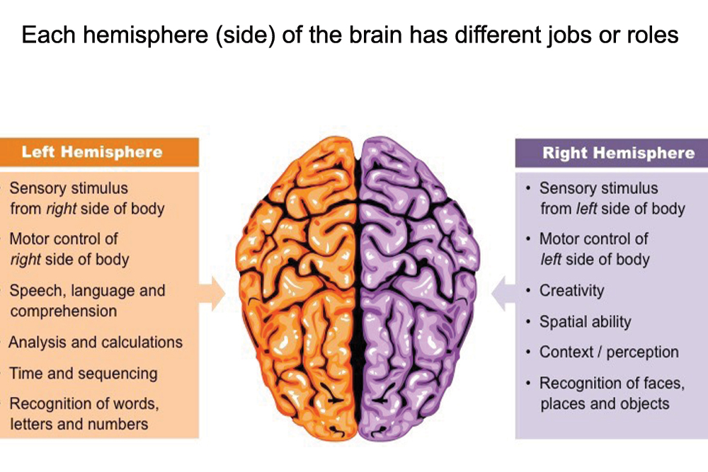 Name For The Specialization Of Various Parts Of The Brain At Evelyn Name For The Specialization Of Various Parts Of The Brain At Evelyn