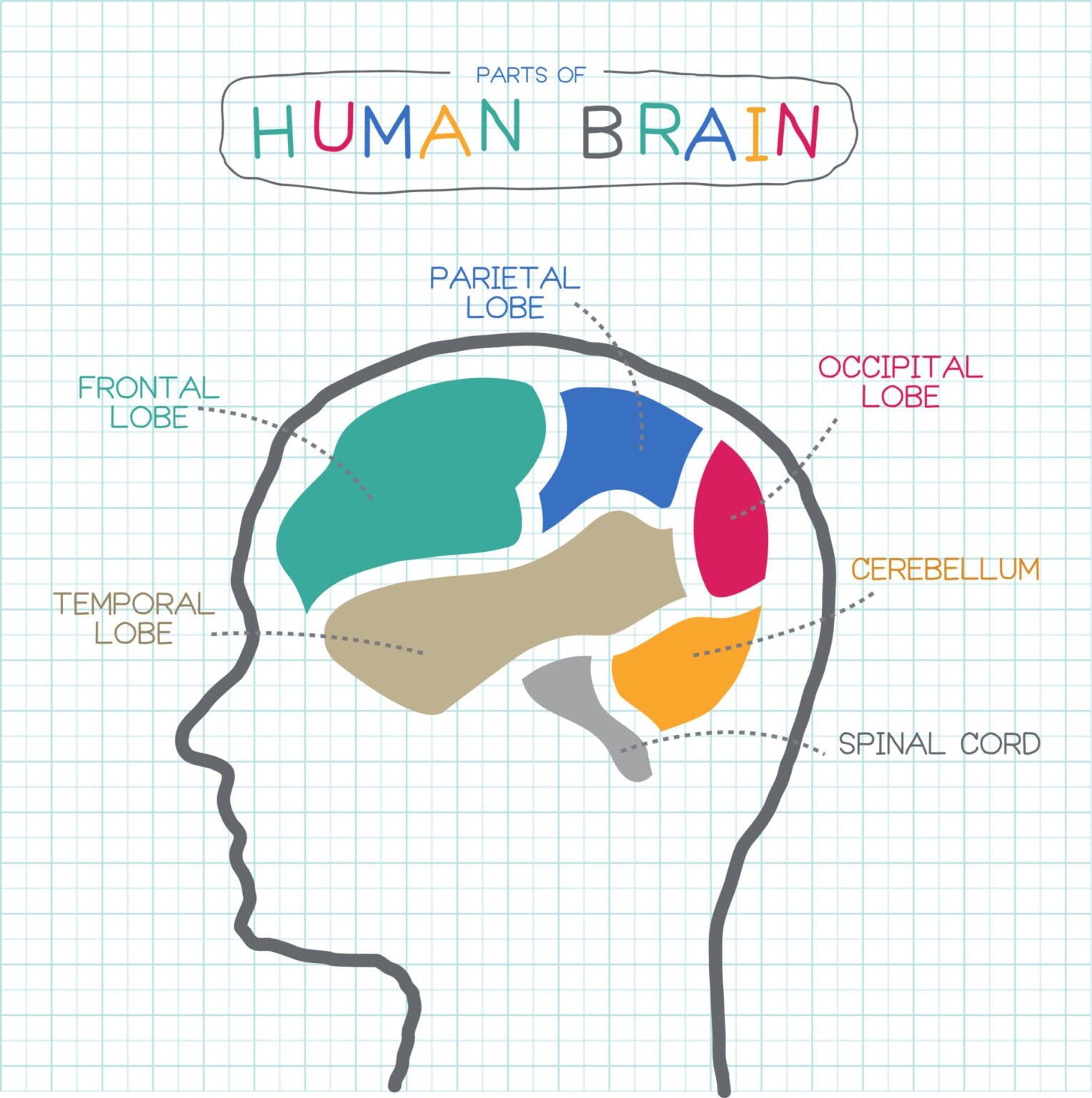 Frontal Lobe