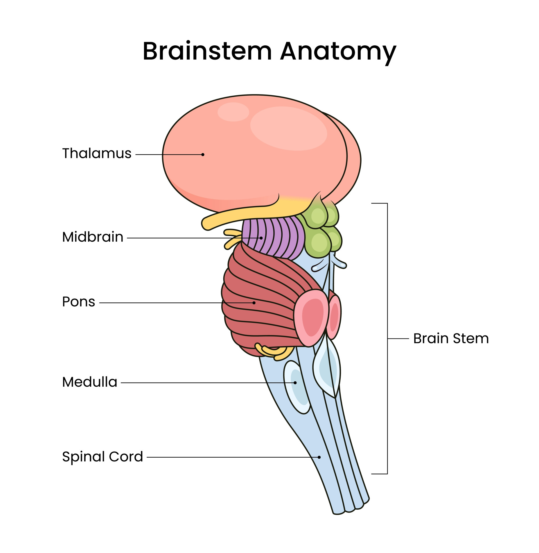 Brainstem Parts Functions Significance