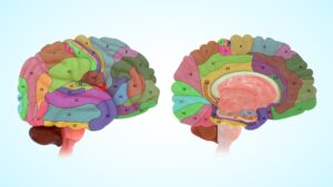 Brodmann Areas Of The Brain: Anatomy And Functions