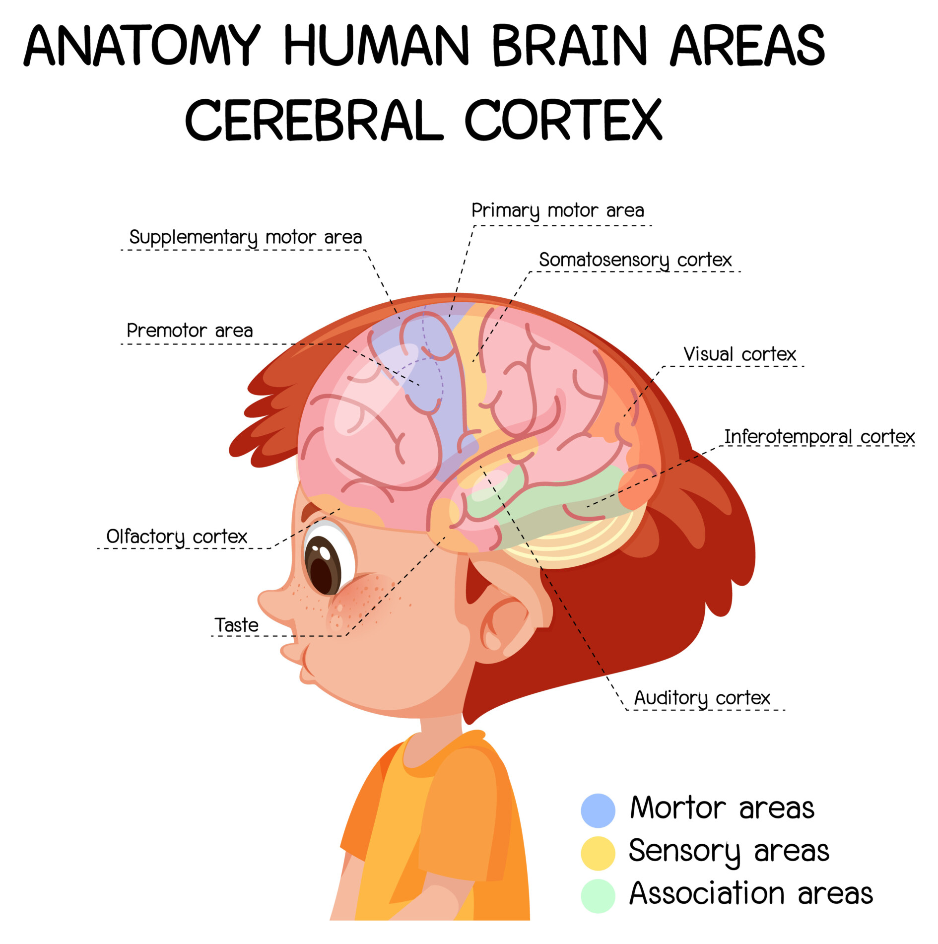 Cerebral Cortex Of The Brain Function Location
