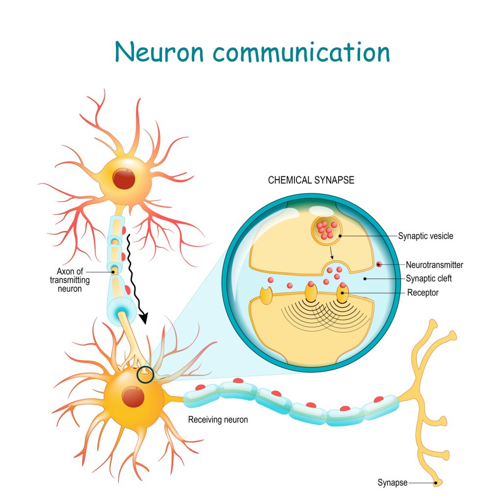 Biopsychology (A-level Psychology)