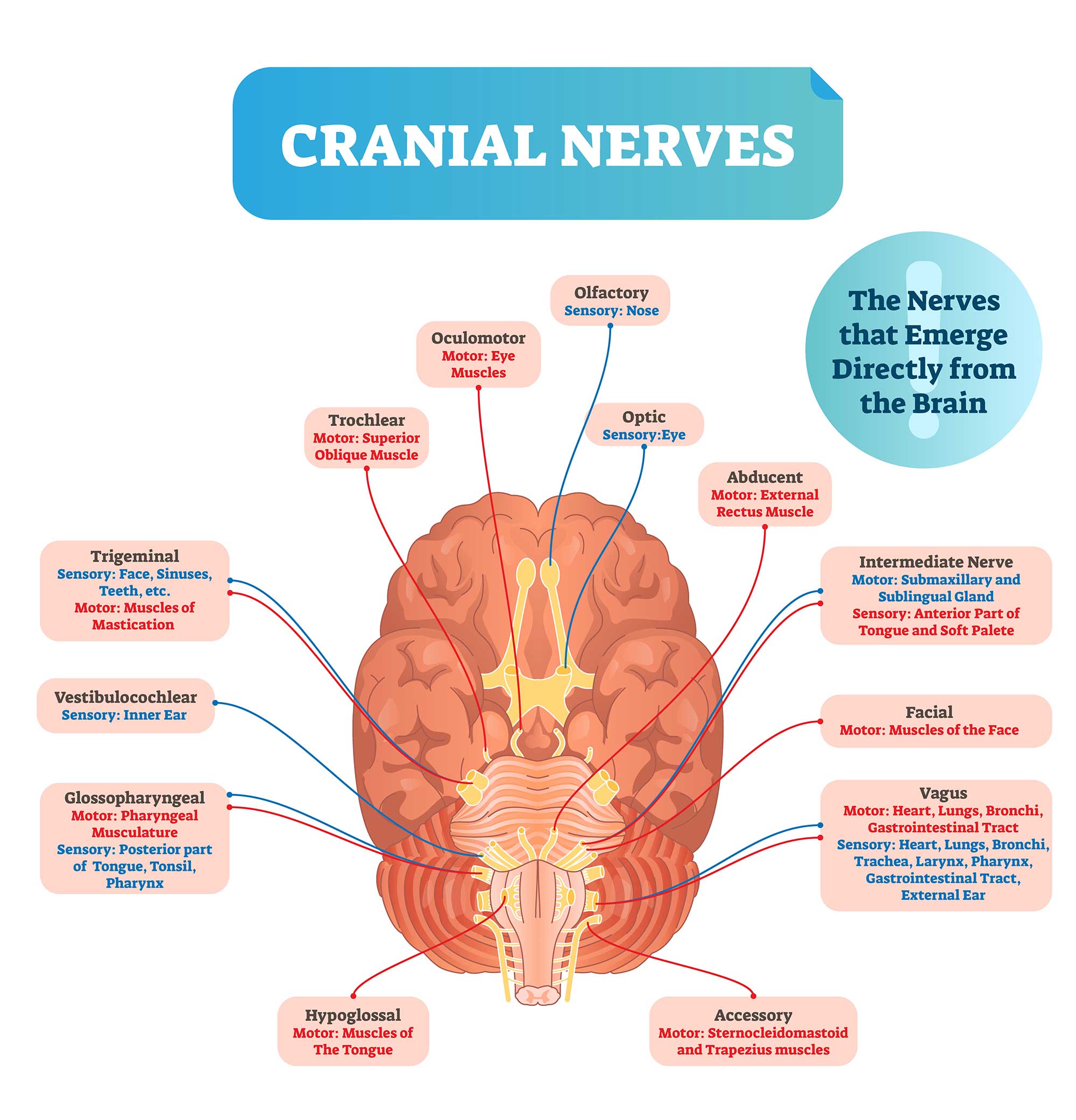 Brain Nerves Diagram