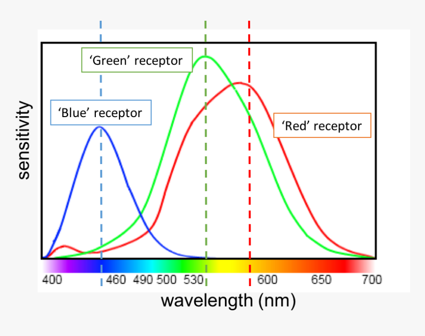 The Trichromatic Theory Of Color Vision