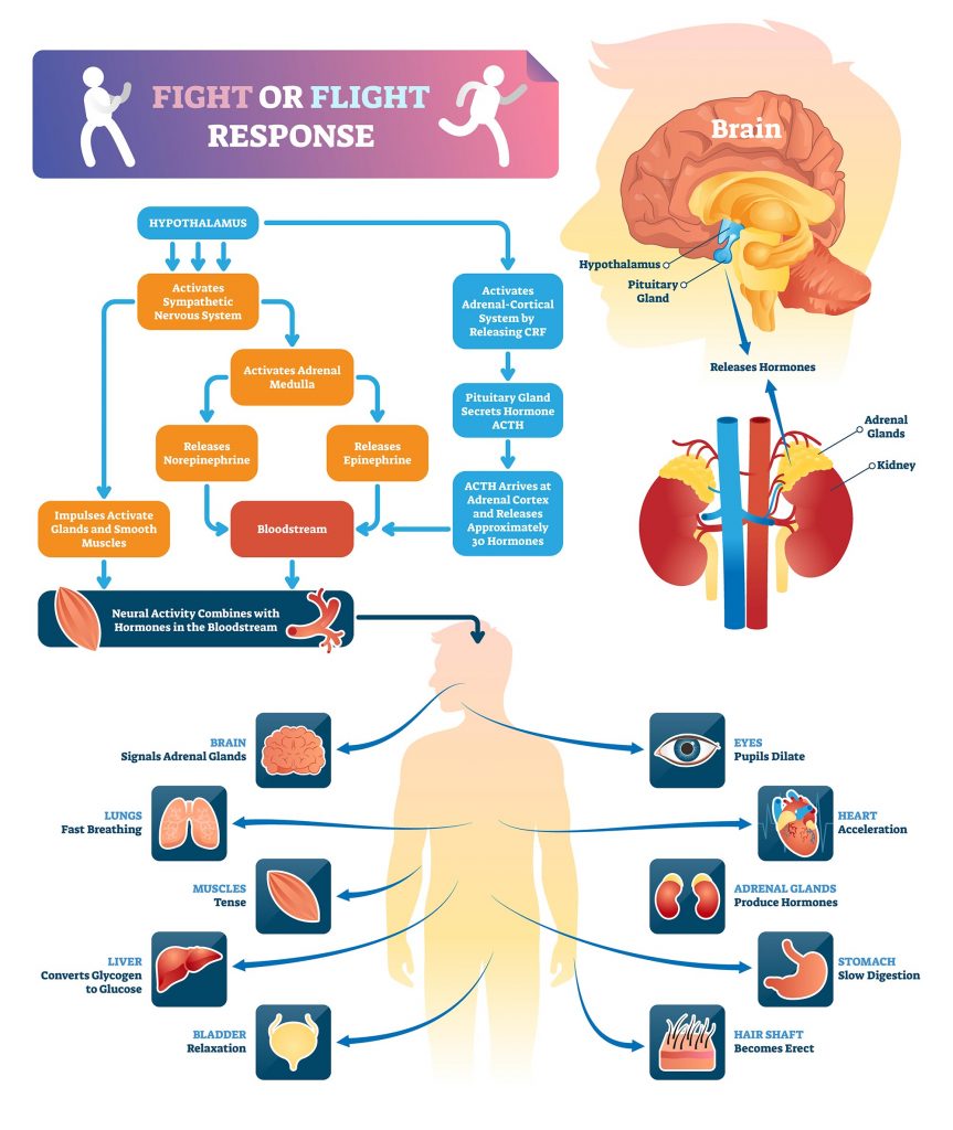 Biopsychology (A-level Psychology)