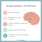 Hippocampus: What Is It, Location, Function, and More