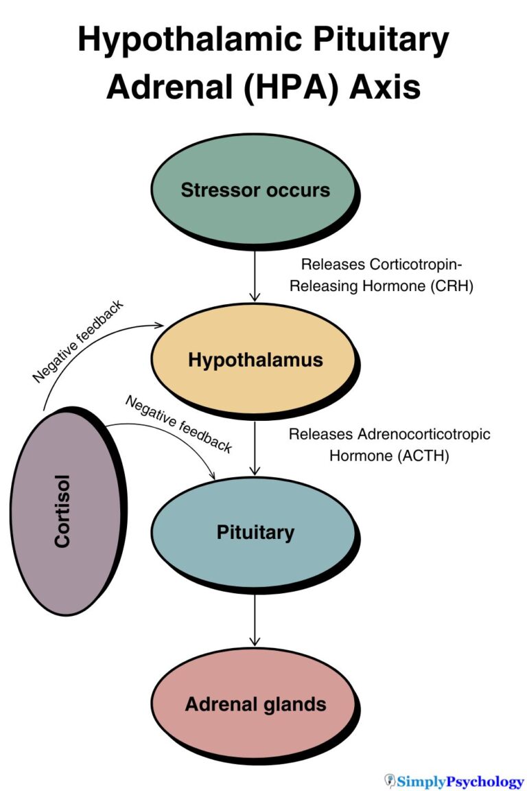 Hypothalamic-Pituitary-Adrenal (HPA) Axis