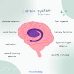 Limbic System