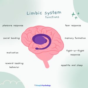 Limbic System