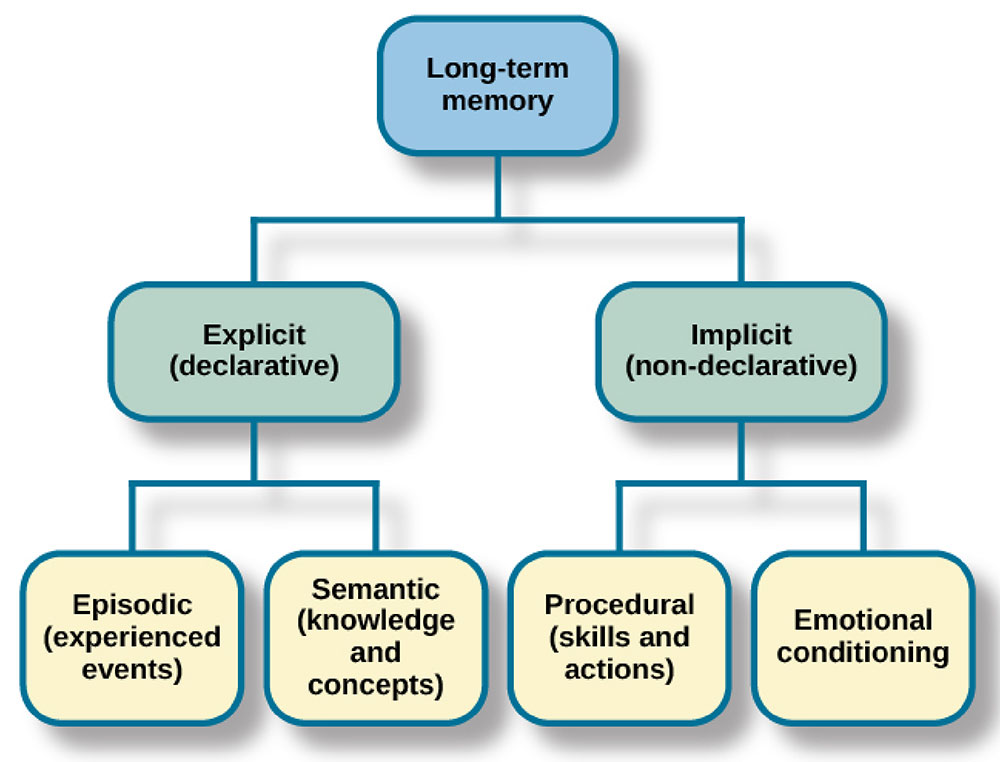 Long Term Memory In Psychology Types Capa Duration