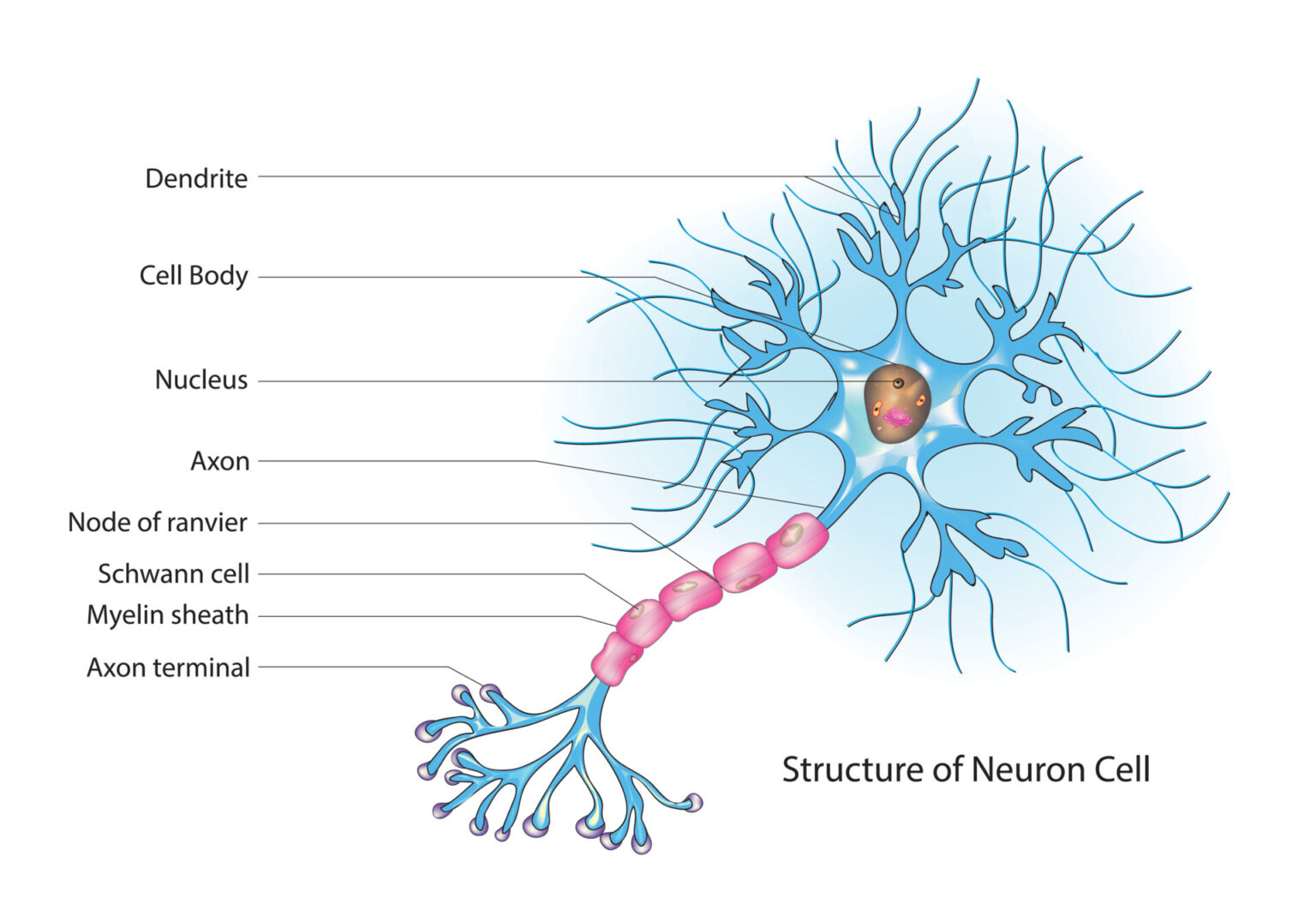 Neurons (Nerve Cells): Structure, Function & Types