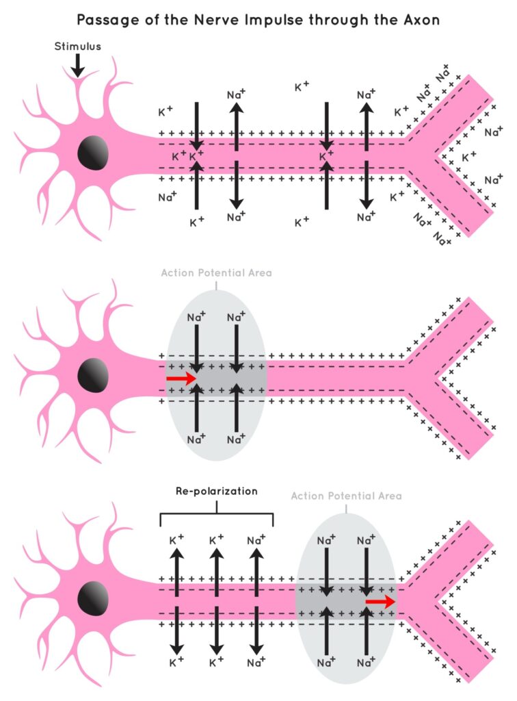 What Is Action Potential?