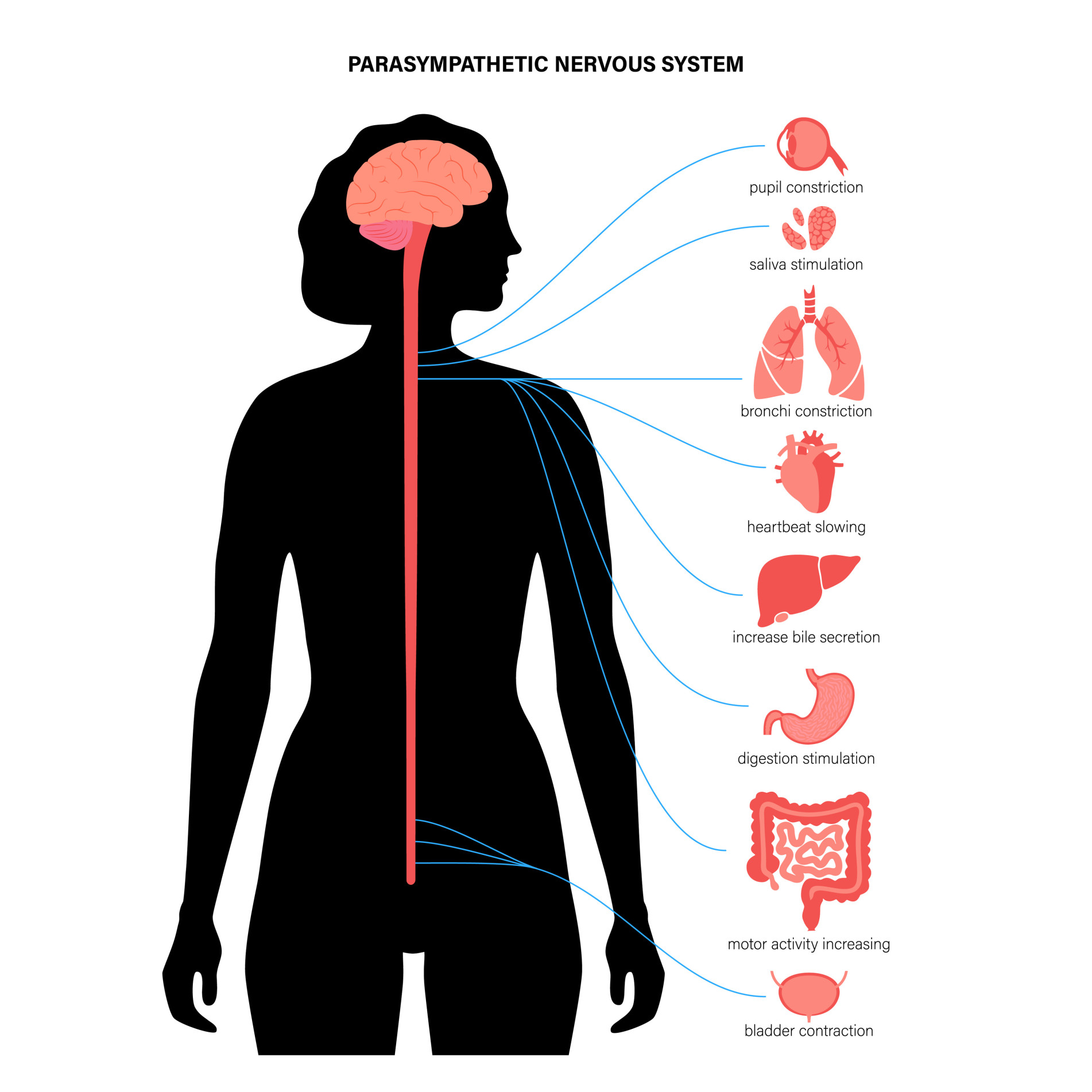 What Does The Parasympathetic Nervous System Do What Does The Parasympathetic Nervous System Do