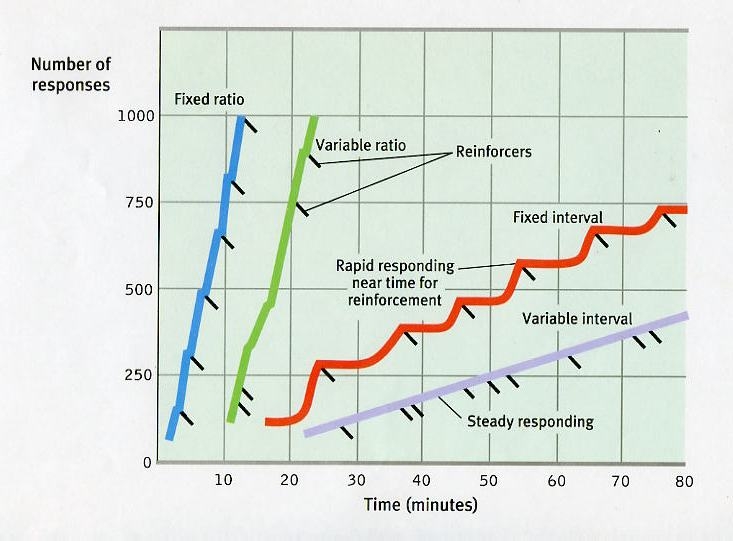Schedules Of Reinforcement In Psychology Examples 