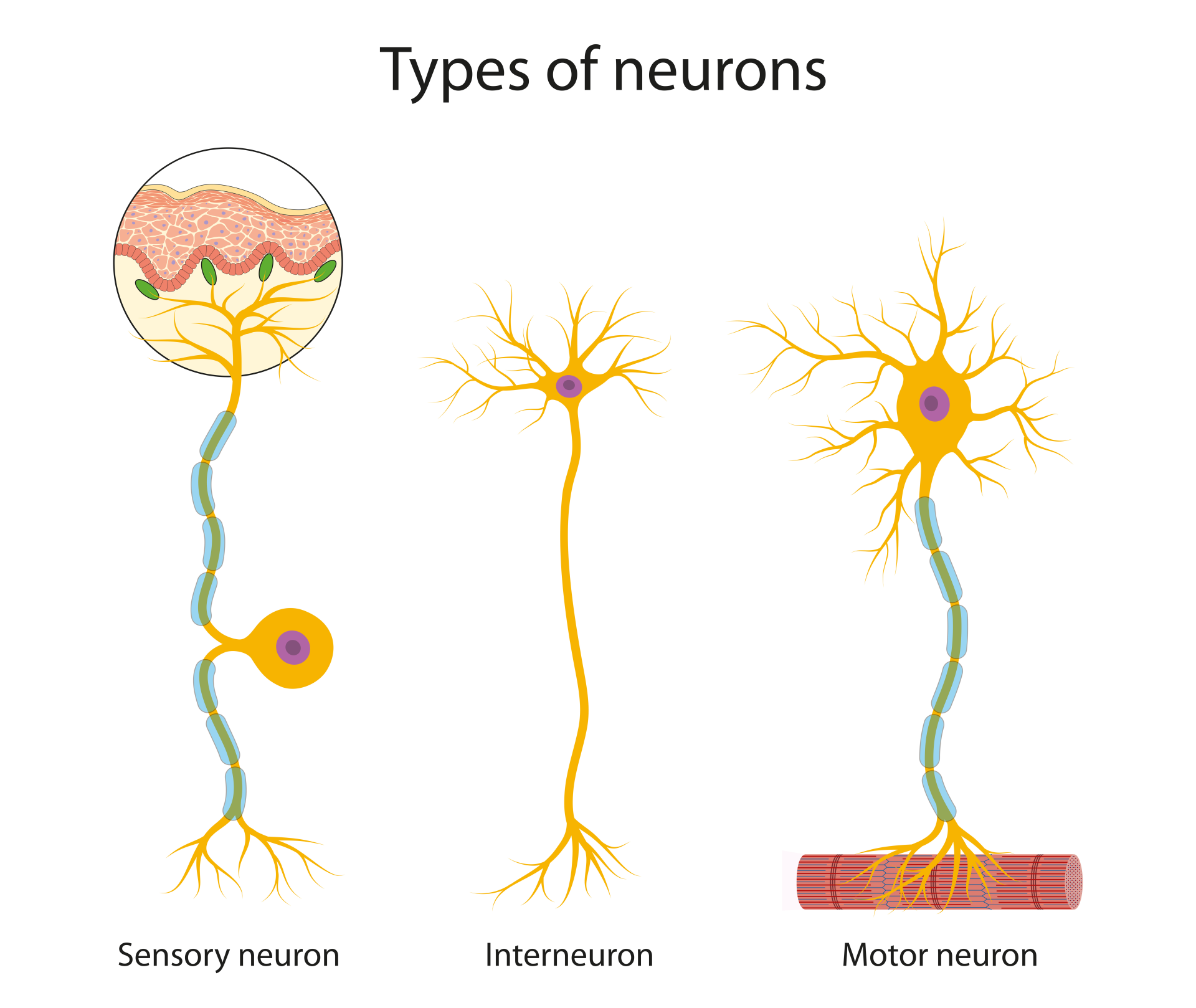Psychology Theories Concepts