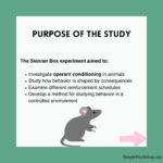 Skinner Box: What Is an Operant Conditioning Chamber?