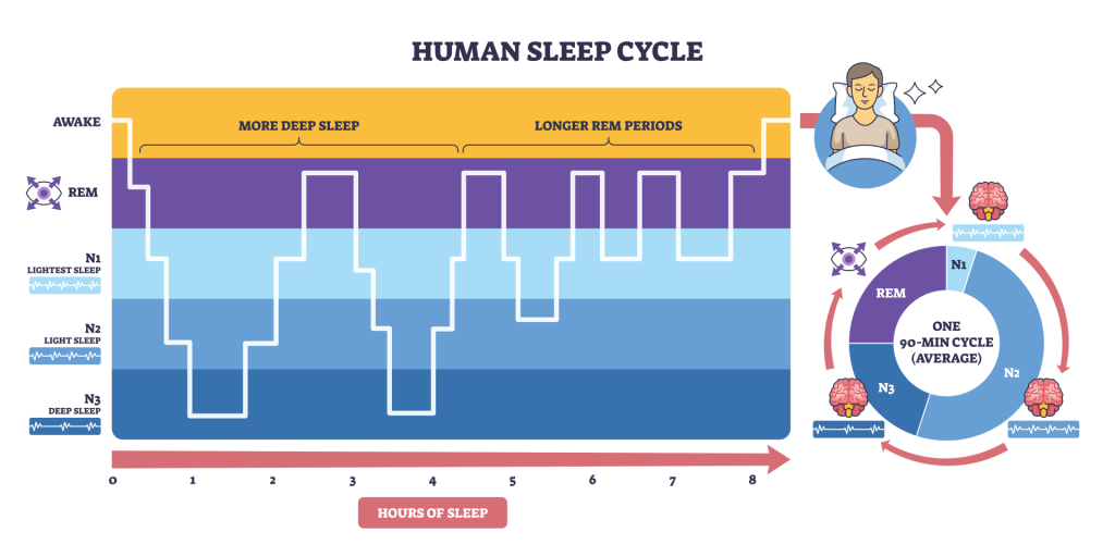 5 Stages of Sleep: Psychology, Cycle & Sequence