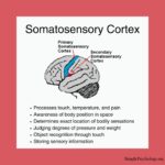 Somatosensory Cortex Function and Location