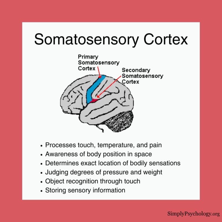 Somatosensory Cortex Function and Location
