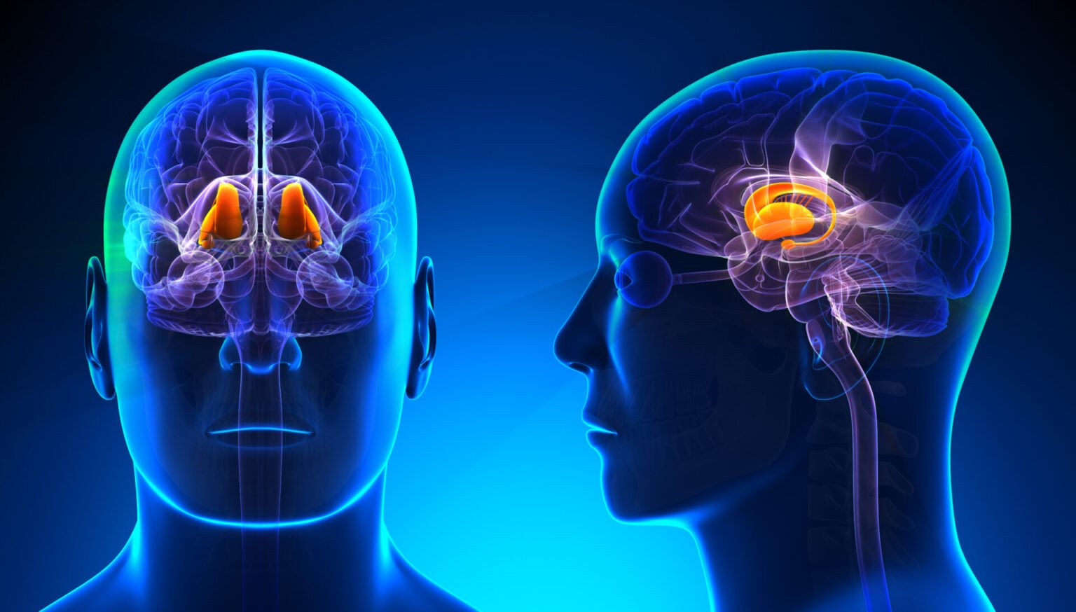 What Does The Thalamus Do?