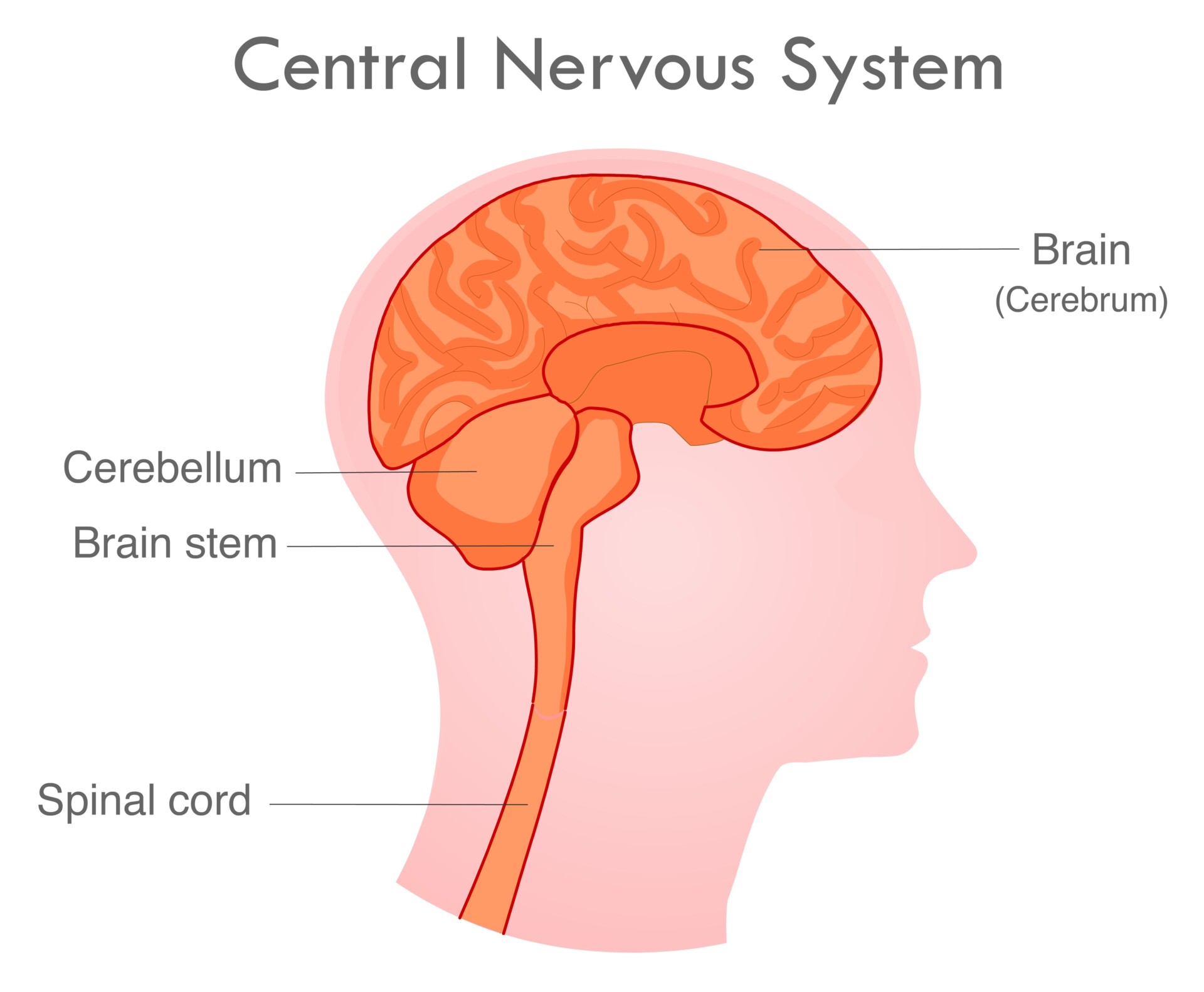 Central Nervous System CNS Structure Main Functions